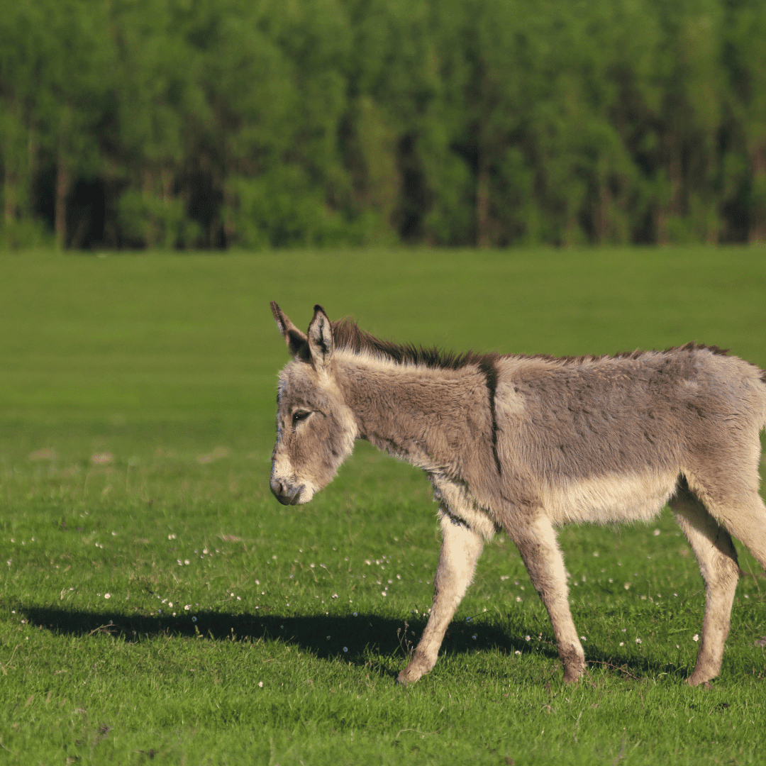 Donkey charity grateful for Flexineb donation - BreathEazy