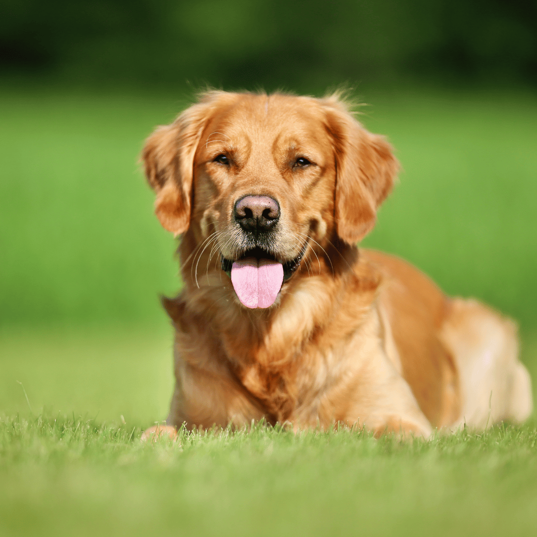 Bacterial culture of BAL fluid in dogs - BreathEazy