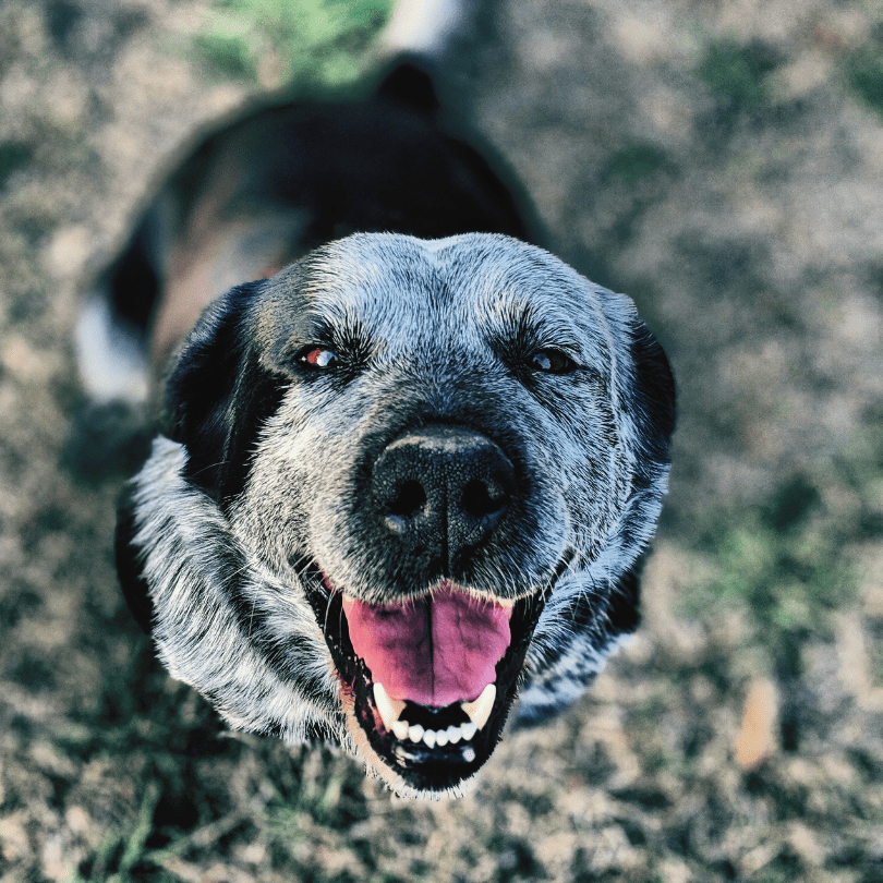 Study suggests dog nebulisers are more effective than inhalers