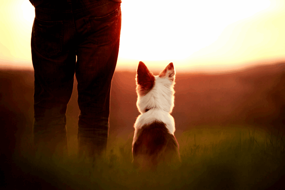 Inhaled therapy for managing respiratory disease in dogs - BreathEazy